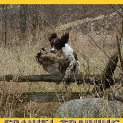 English Springer Spaniel Field Trials