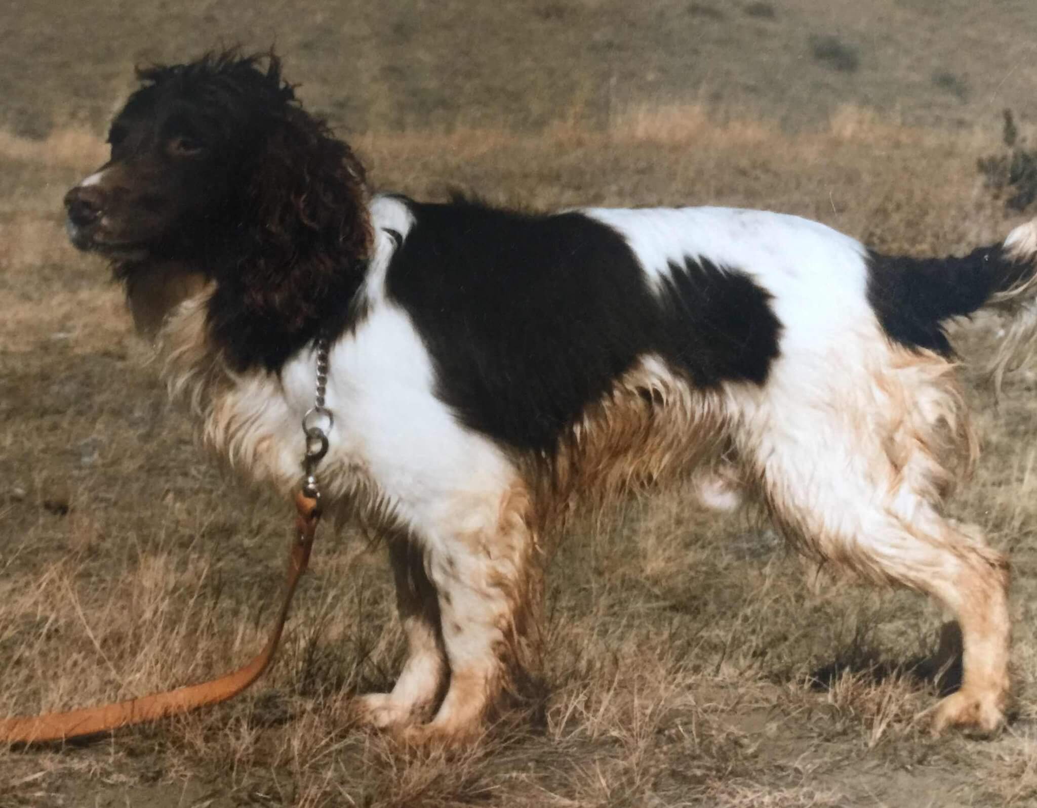 Hall of Fame - English Springer Spaniel Field Trials